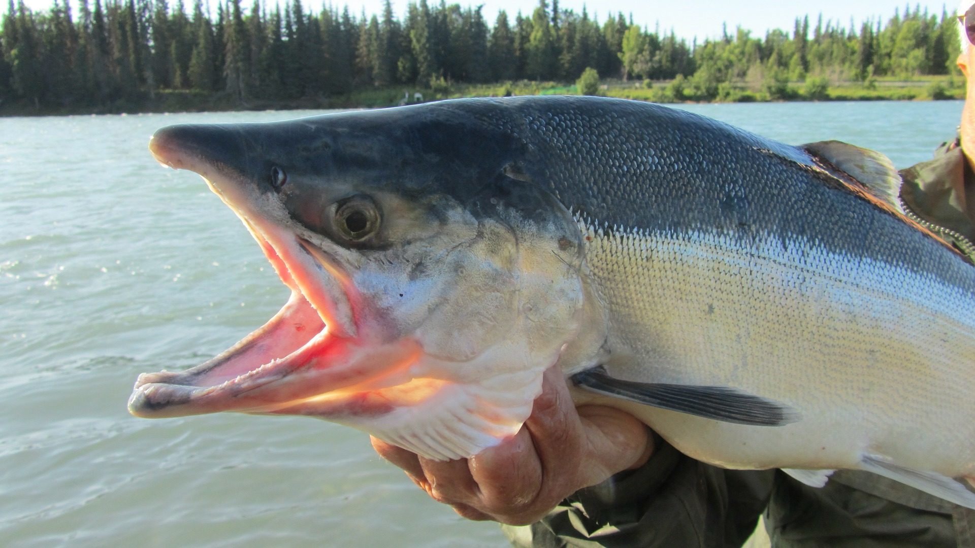 Saltwater Fishing - BC's Best | Prince Rupert Attractions | - Crest Hotel